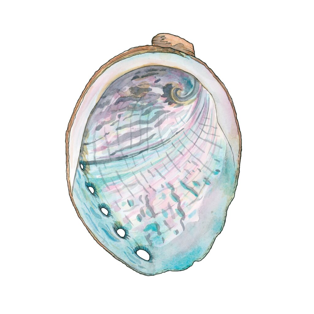 Australian Abalone, Shell Watercolour Painting, BRD Prints