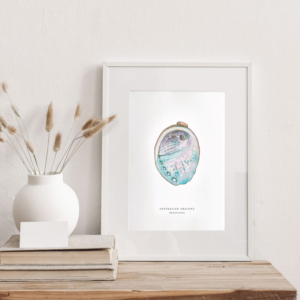 Australian Abalone, Shell Watercolour Painting, BRD Prints