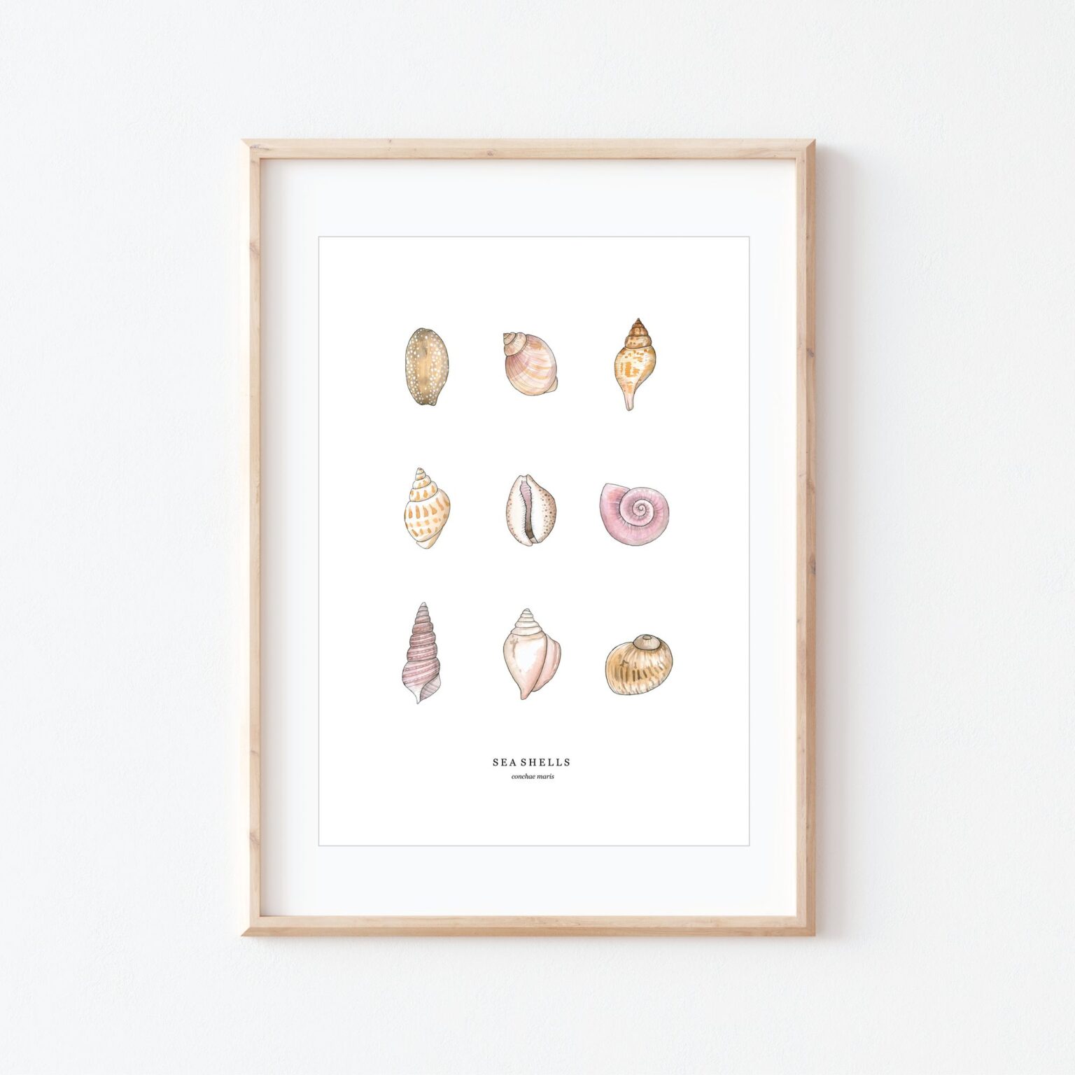 Seashell Collection, Ocean Watercolour, BRD Prints